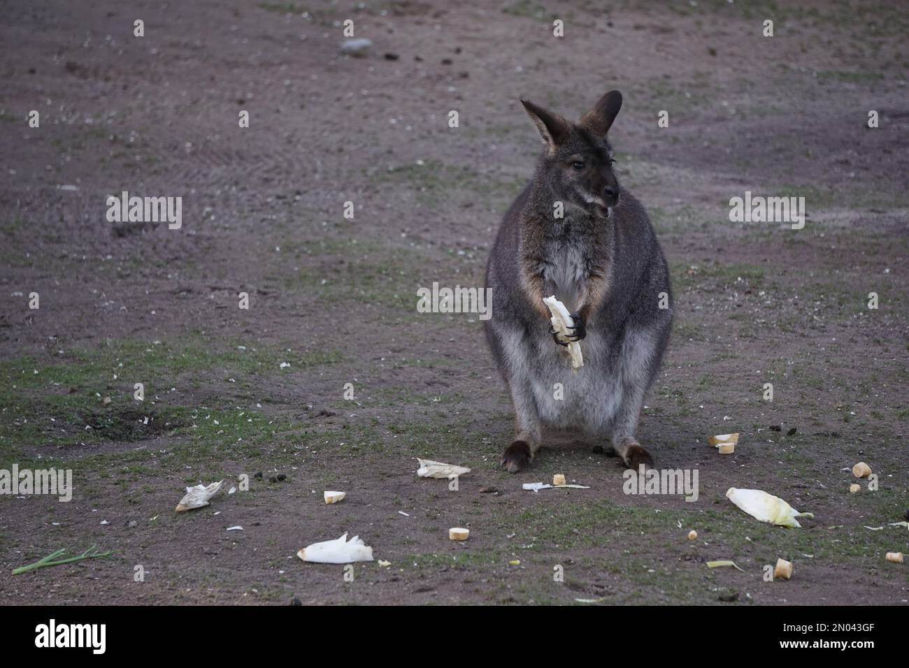 Kangaroo chewing hi-res stock photography and images - Alamy