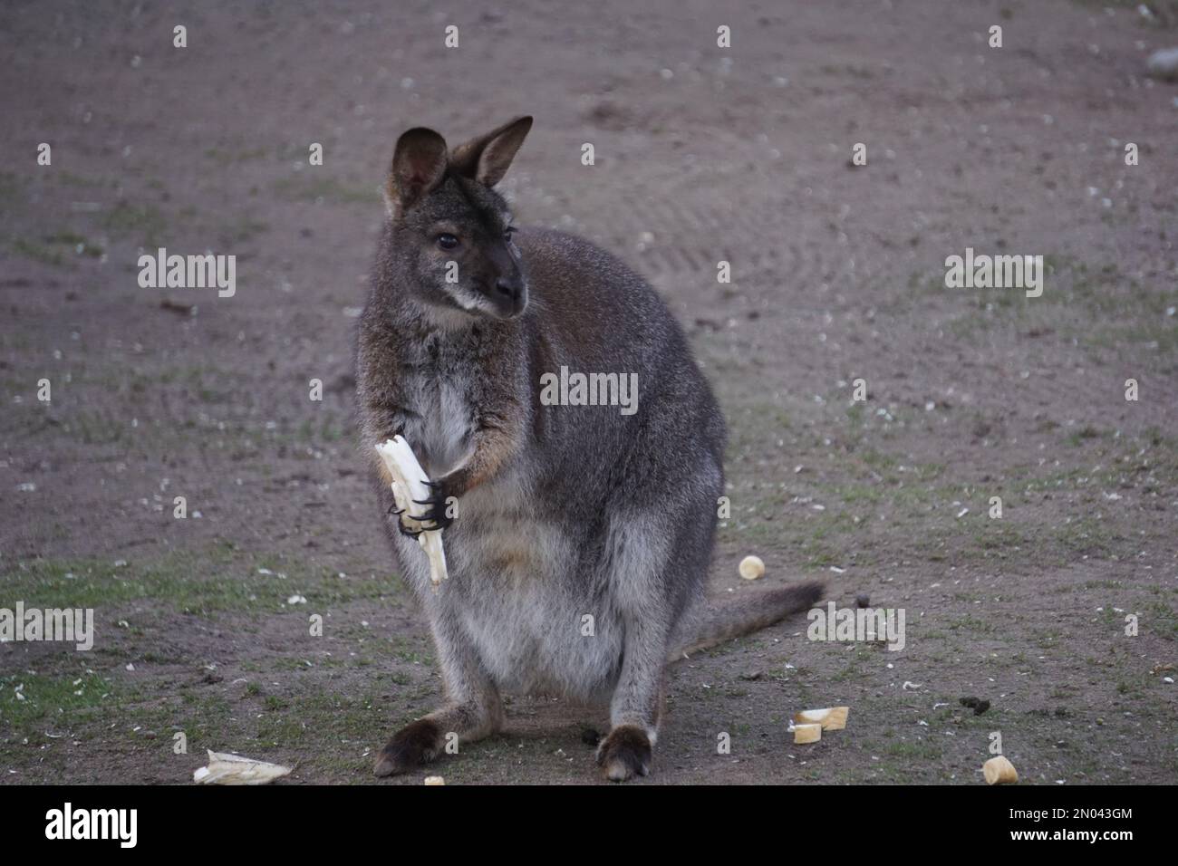 Kangaroo chewing hi-res stock photography and images - Alamy