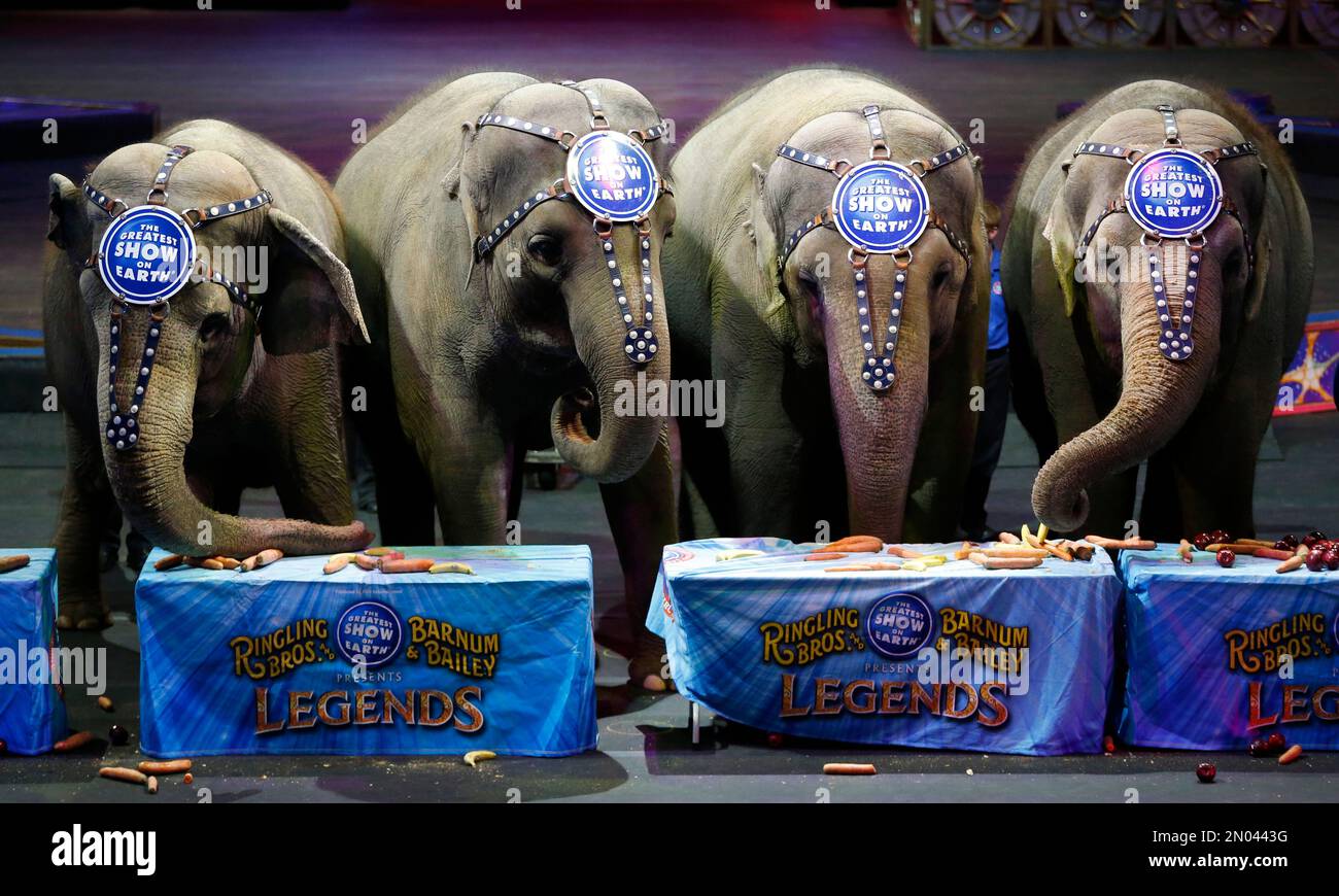 Ringling Bros. and Barnum & Bailey elephants eat during a brunch at ...