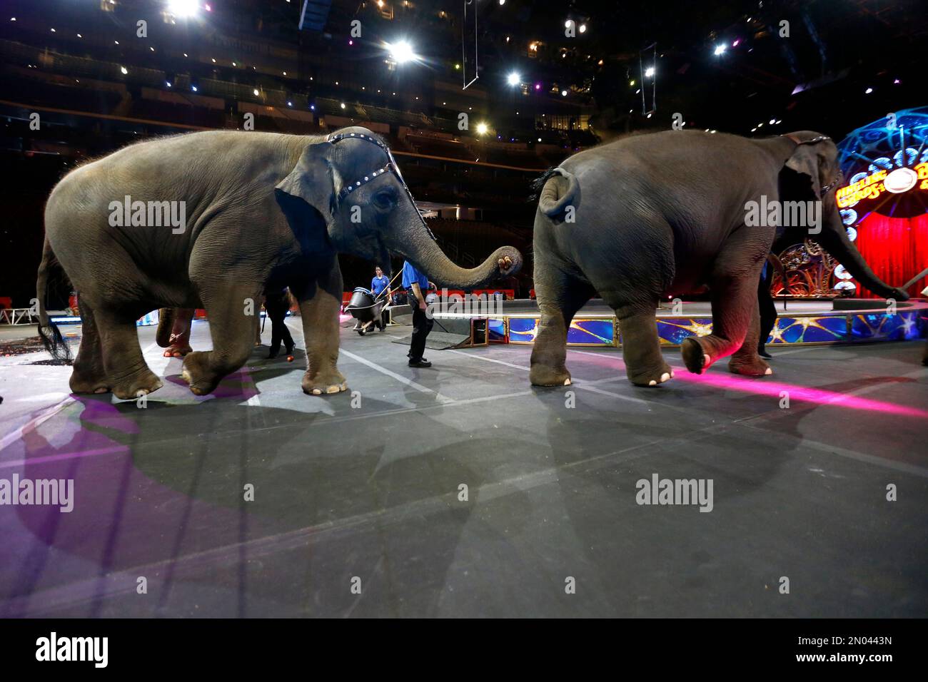 Ringling Bros. and Barnum & Bailey elephants leave the exhibition area ...