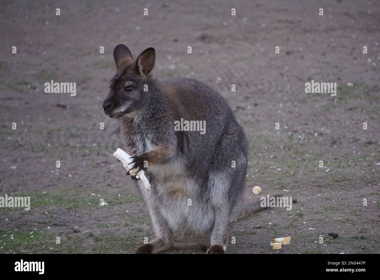 Kangaroo chewing hi-res stock photography and images - Alamy