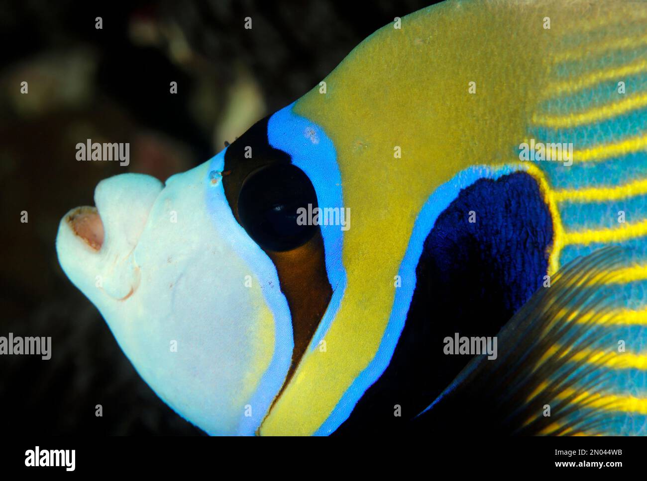Close-up of an Emperor Angelfish (Pomacanthus imperator). North Male ...