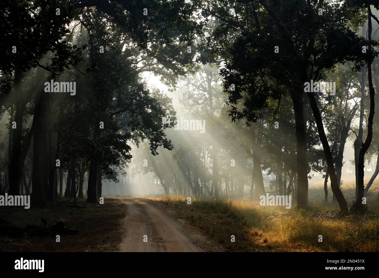 Morning Sun Rays Breaking through the Trees, over a Gravel Road in ...