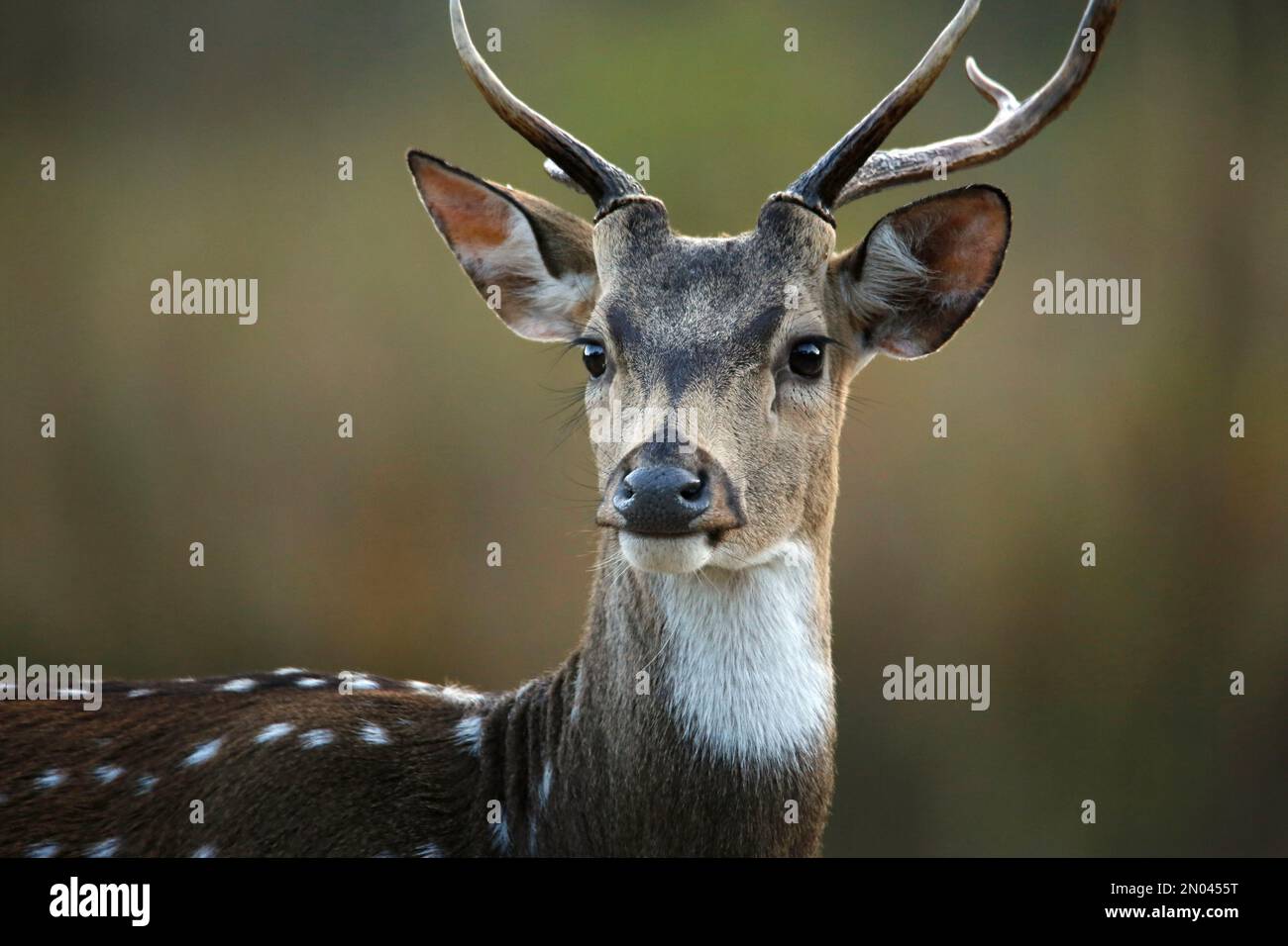 Close-up of a Spotted Deer (Axis axis – aka Chital, Axis Deer). Jim ...