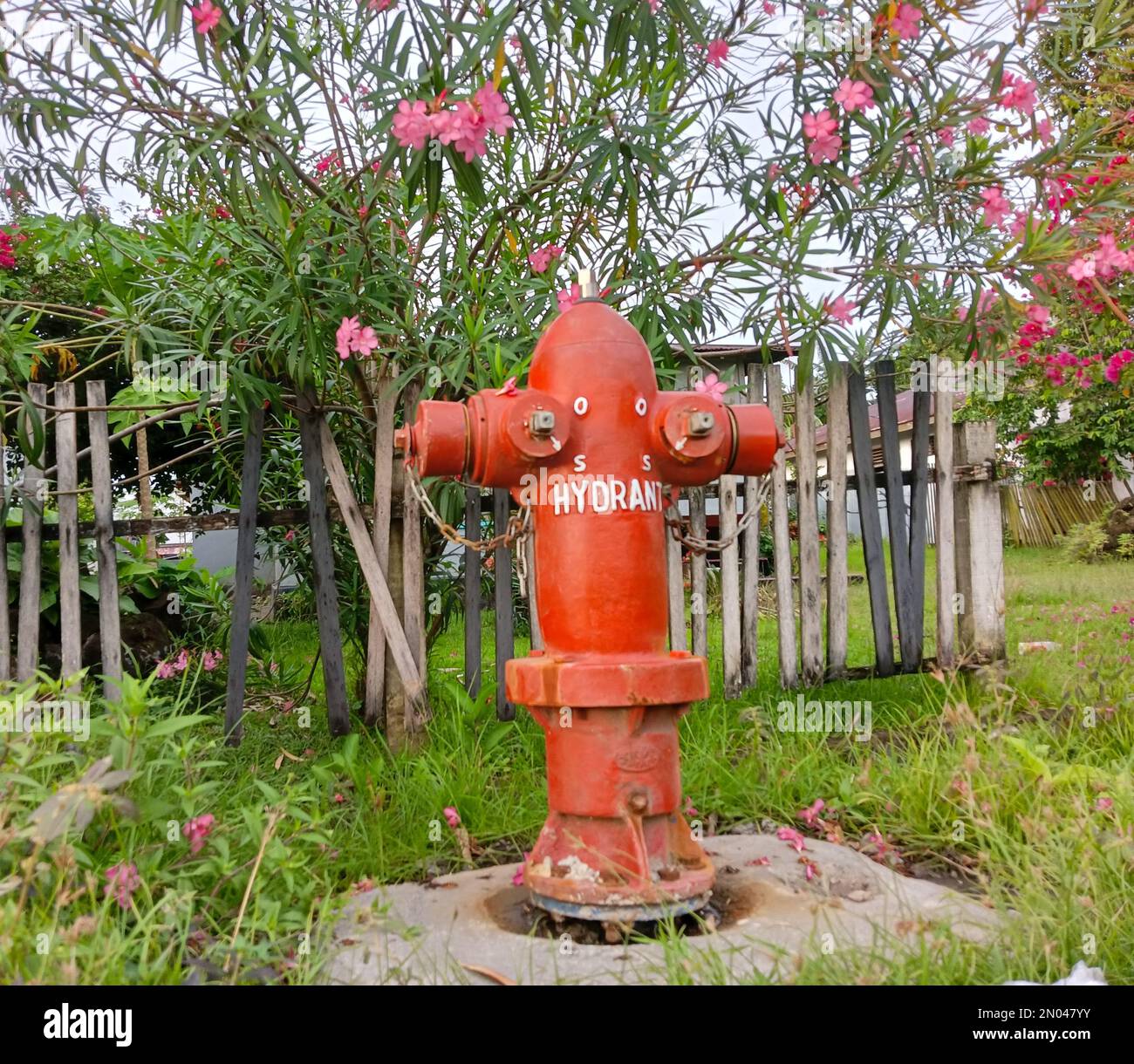 Bright red hydrant on the side of the road with a background of bamboo ...