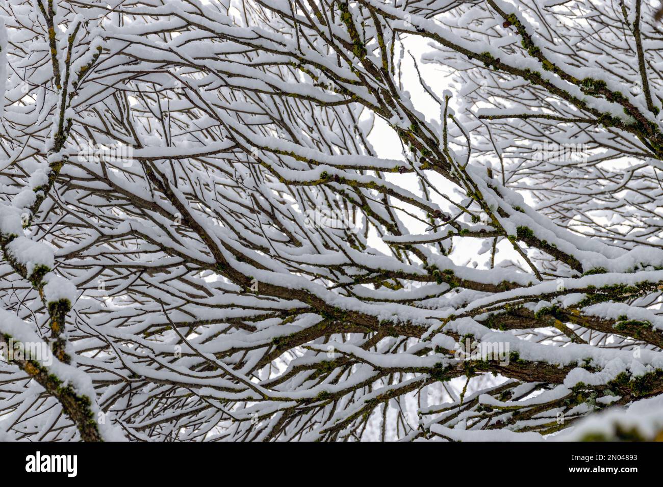 patterned drawings of snowy tree branches, mottled texture, winter ...