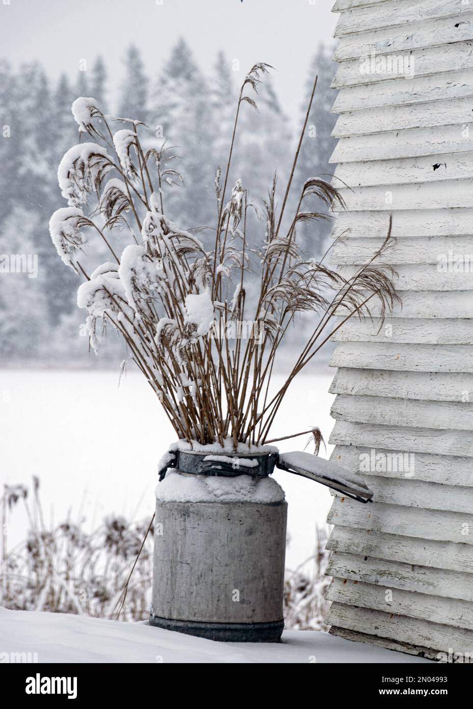decor of dry reeds in metal can, mottled texture, winter texture, foggy ...