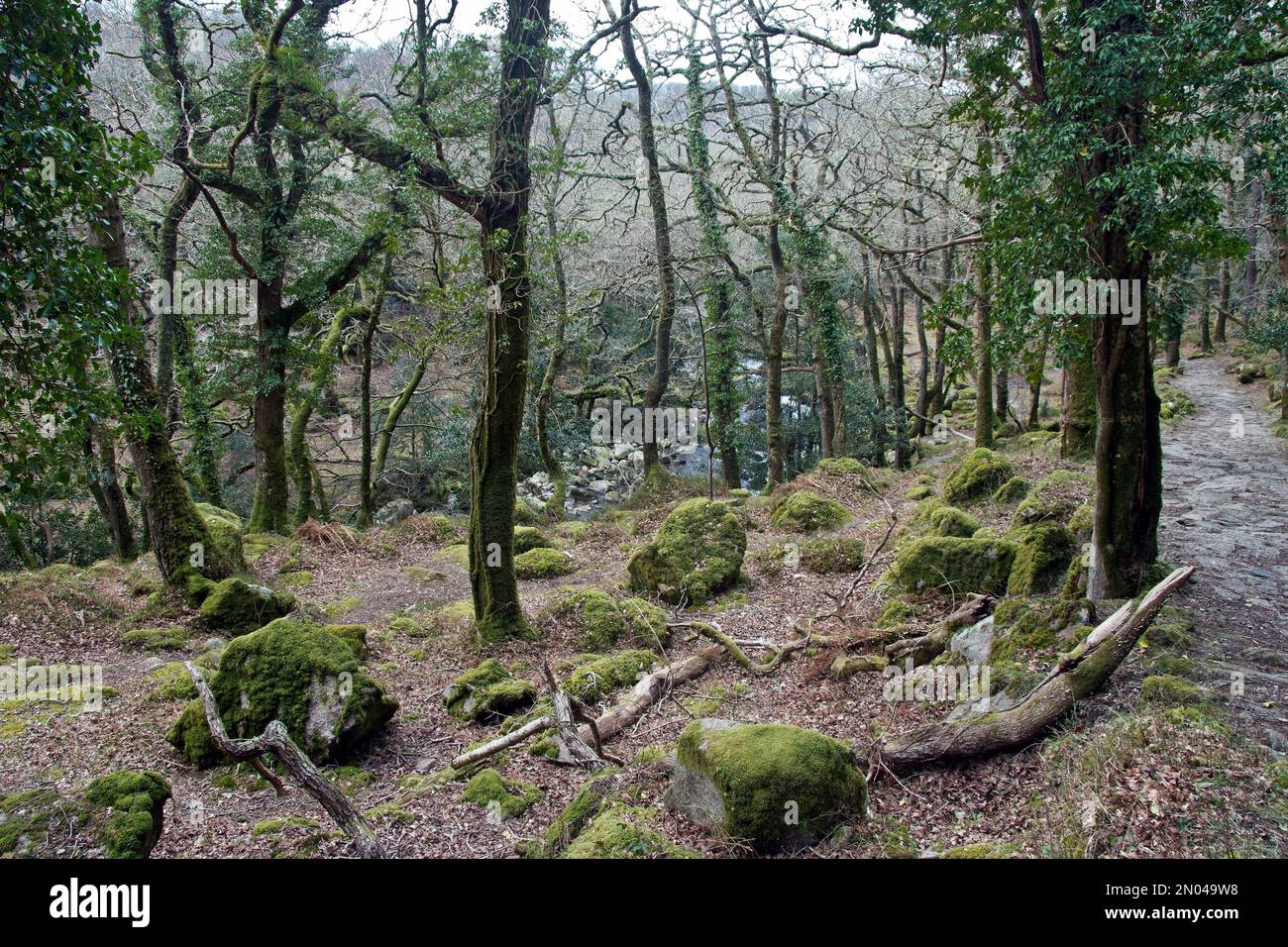 Moss covered trees at Dewerstone Woods on the edge of Dartmoor at ...