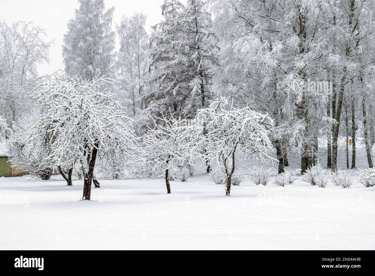 snowy park, snow blanket covers branches of trees and bushes, foggy and ...