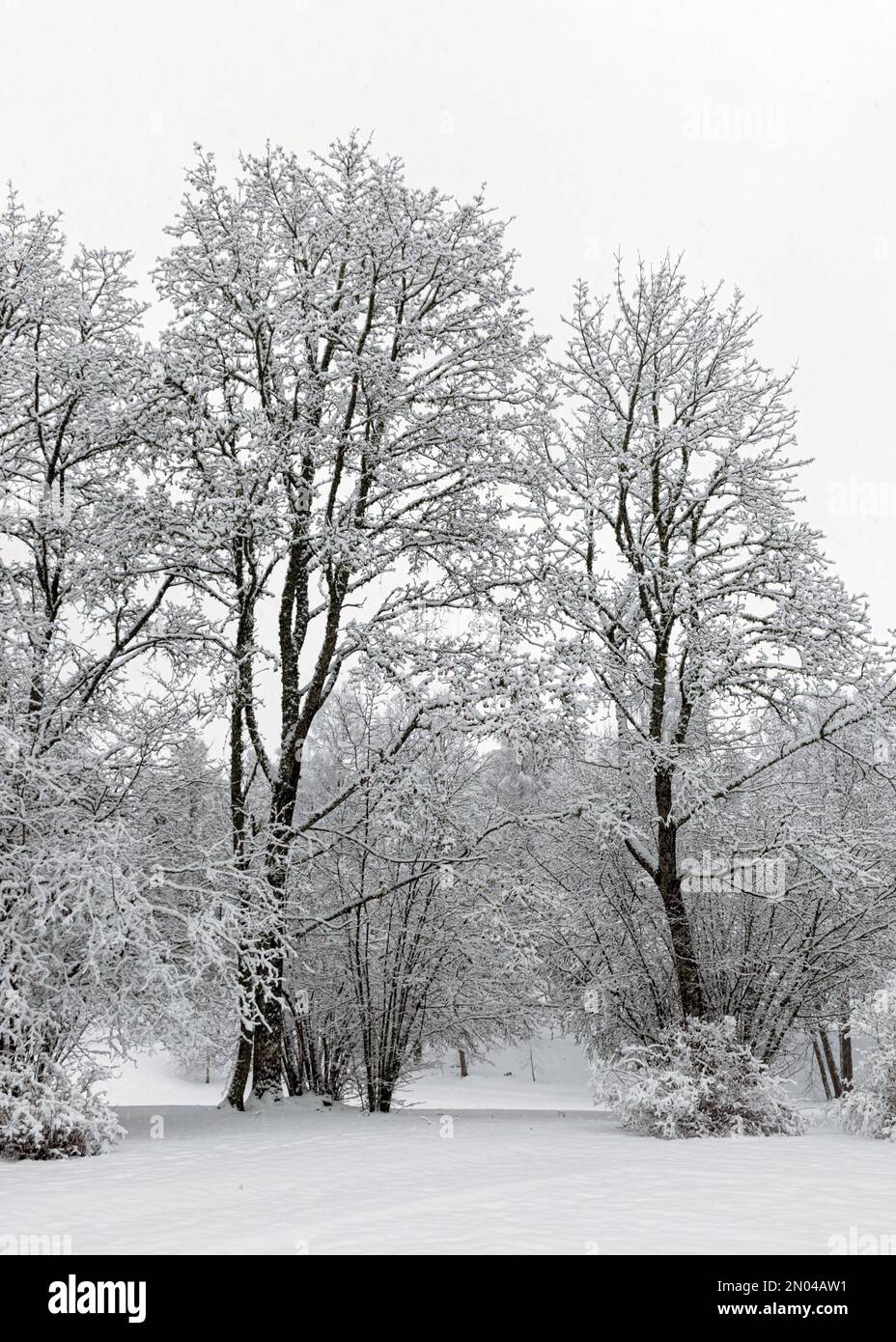 snowy park, snow blanket covers branches of trees and bushes, foggy and ...