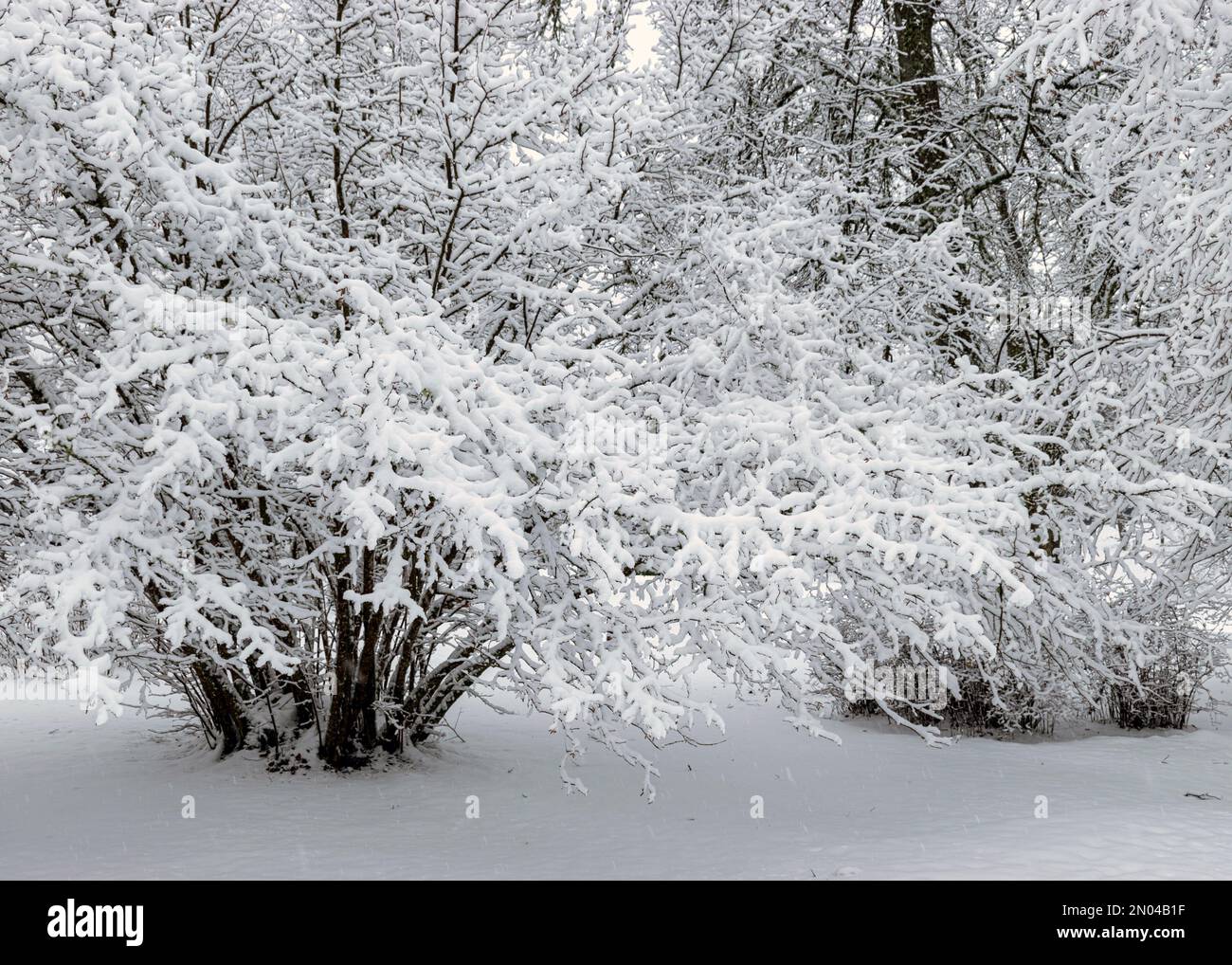 thick blanket of snow covers branches of trees and bushes, foggy and ...