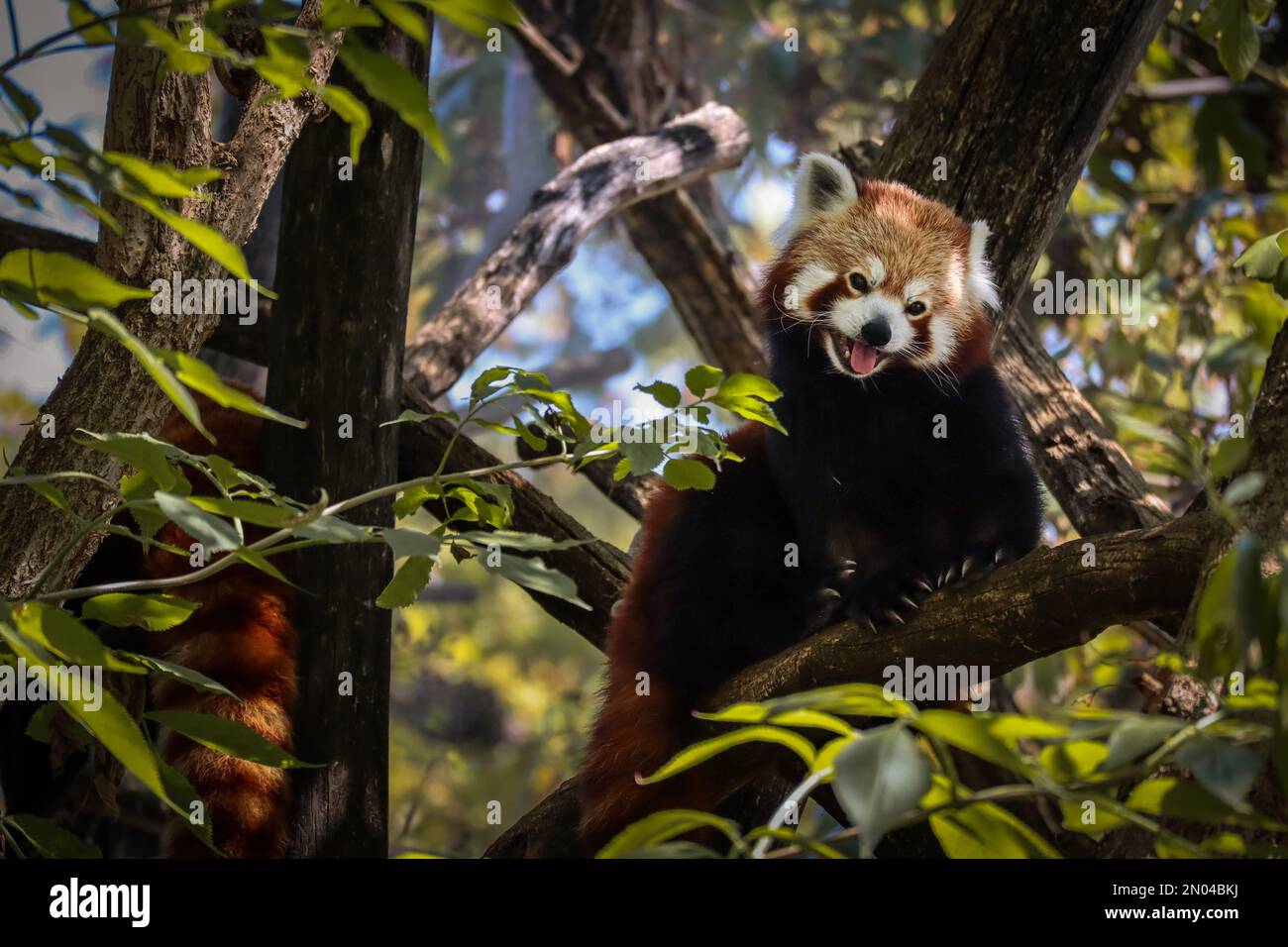 Cute Red Panda with Tongue in Zoo. Lesser Panda on Tree Branch in ...