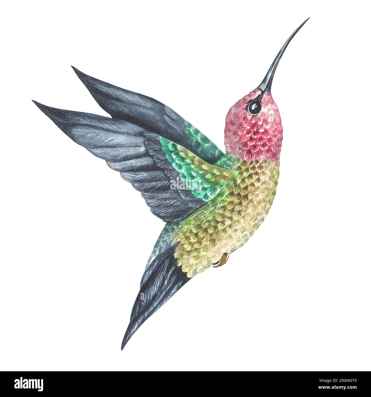 A hummingbird with a pink head flies up, side view. Watercolor ...