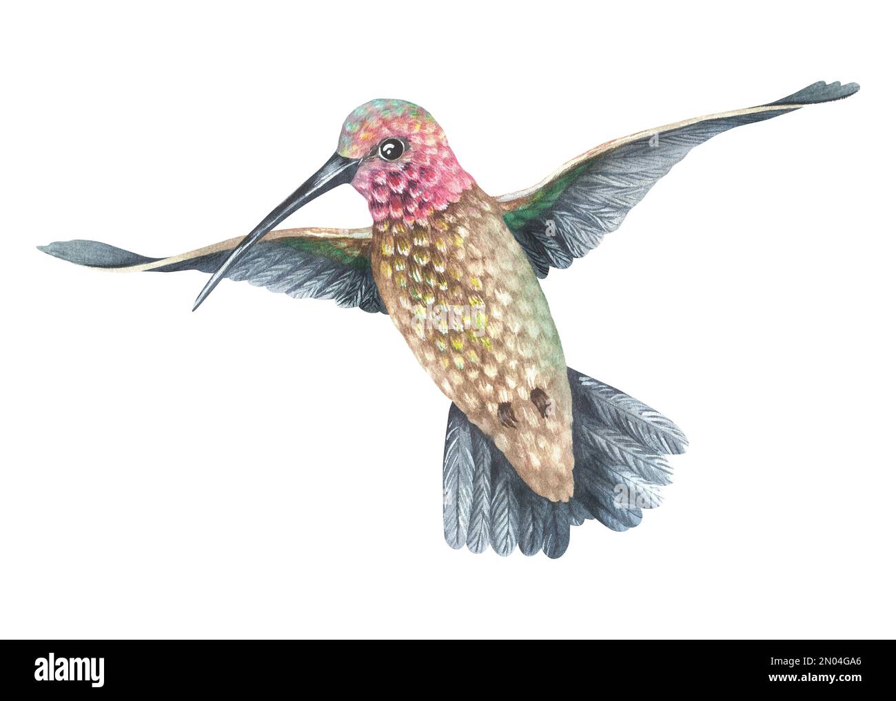 A hummingbird with a pink head flies looking down. Watercolor ...