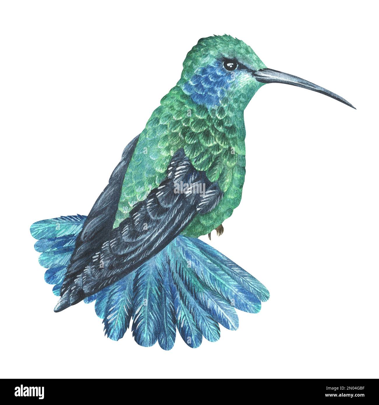 The hummingbird fluffed its tail. Watercolor illustration. Tropical ...