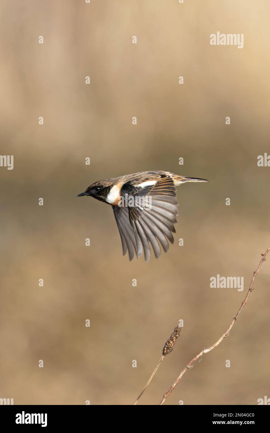 Saxicola flying flight hi-res stock photography and images - Alamy
