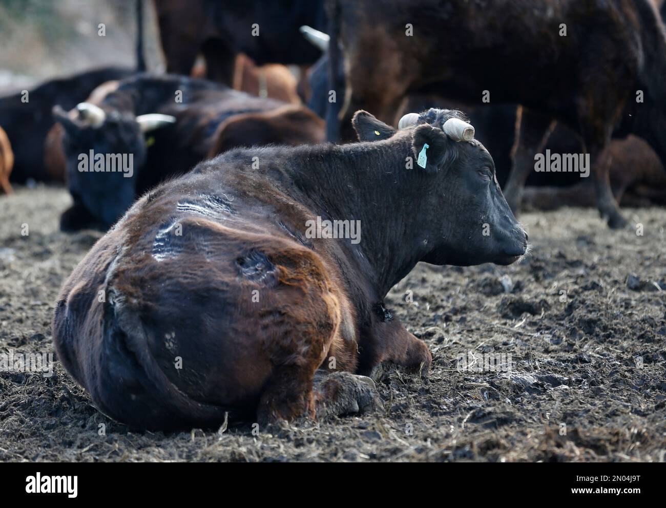 In this Tuesday, Feb. 23, 2016 photo, cattle rest at the Ranch of Hope ...