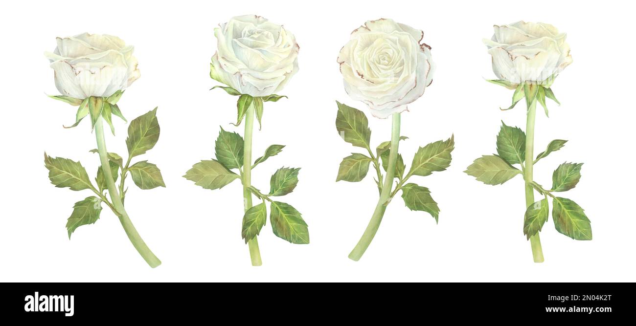 Set of white roses. Watercolor illustration. Isolated on a white ...