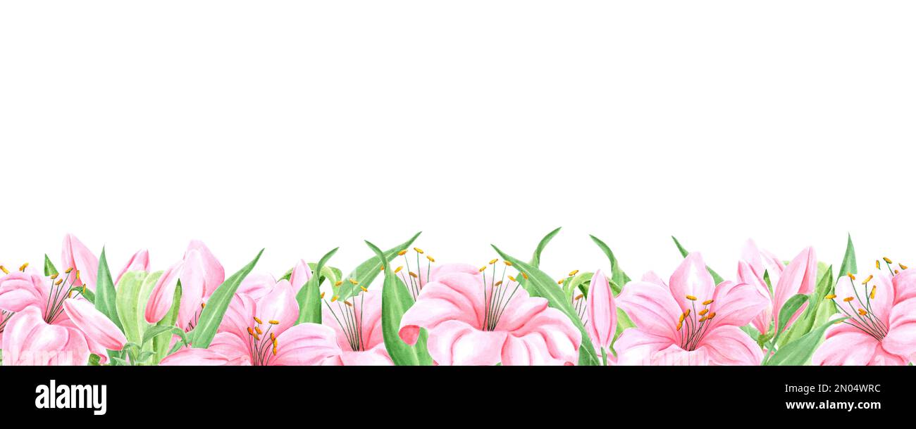 Handdrawn lily flowers banner. Watercolor pink lily on the white ...