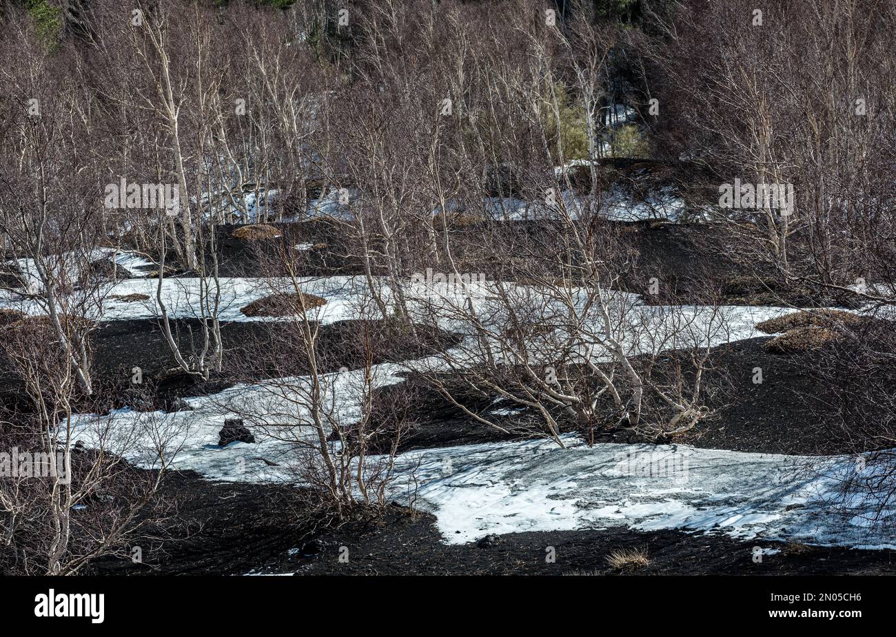 Silver birch trees (betula aetnensis) growing on black ash-covered soil ...