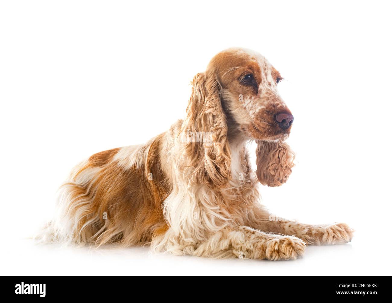 English Cocker Spaniel in front of white background Stock Photo - Alamy