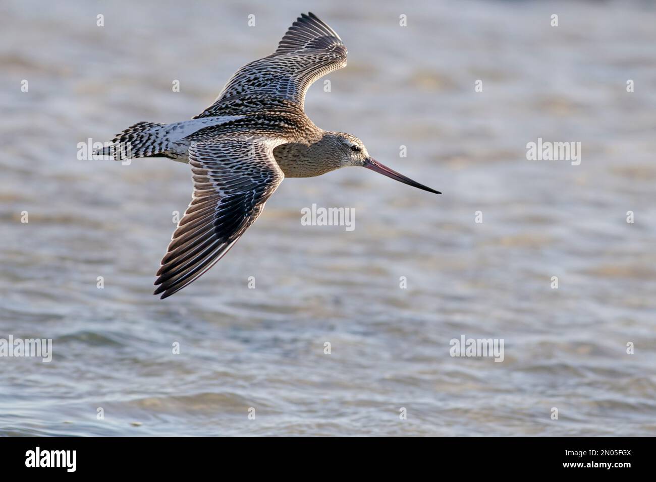 Soft backlit sandpiper in flight, northern portuguese coast Stock Photo ...