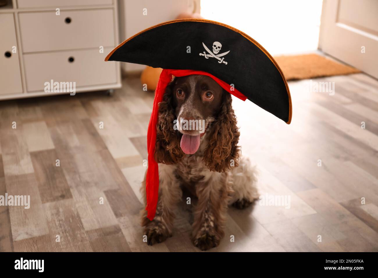 English cocker spaniel wearing party hi-res stock photography and ...