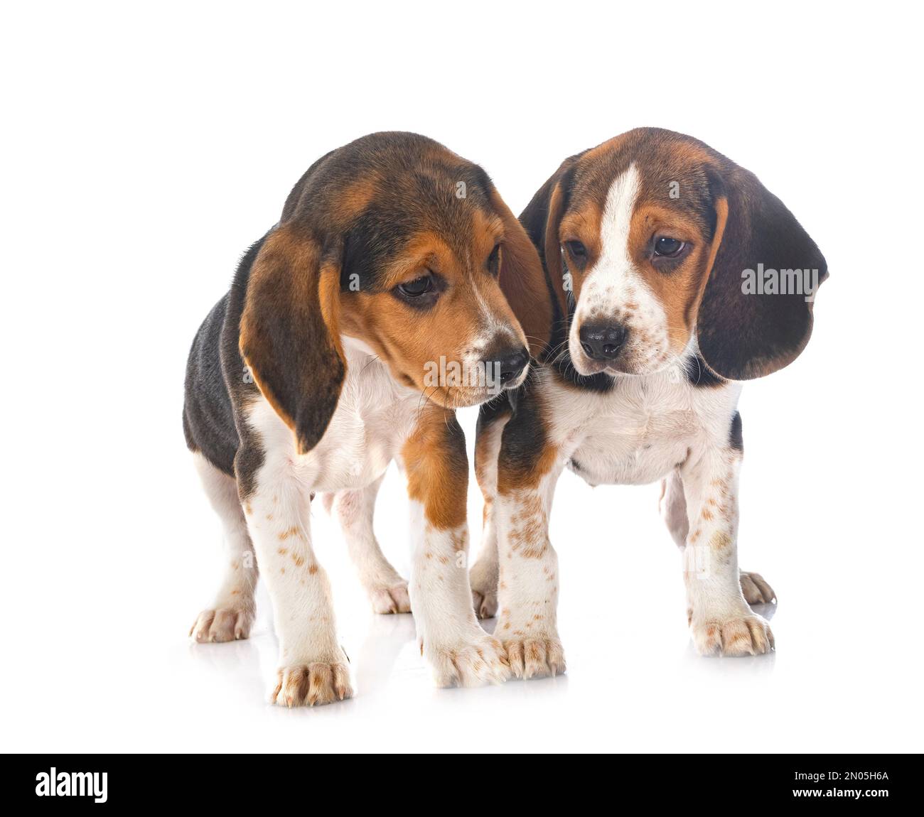 young beagles in front of white background Stock Photo - Alamy