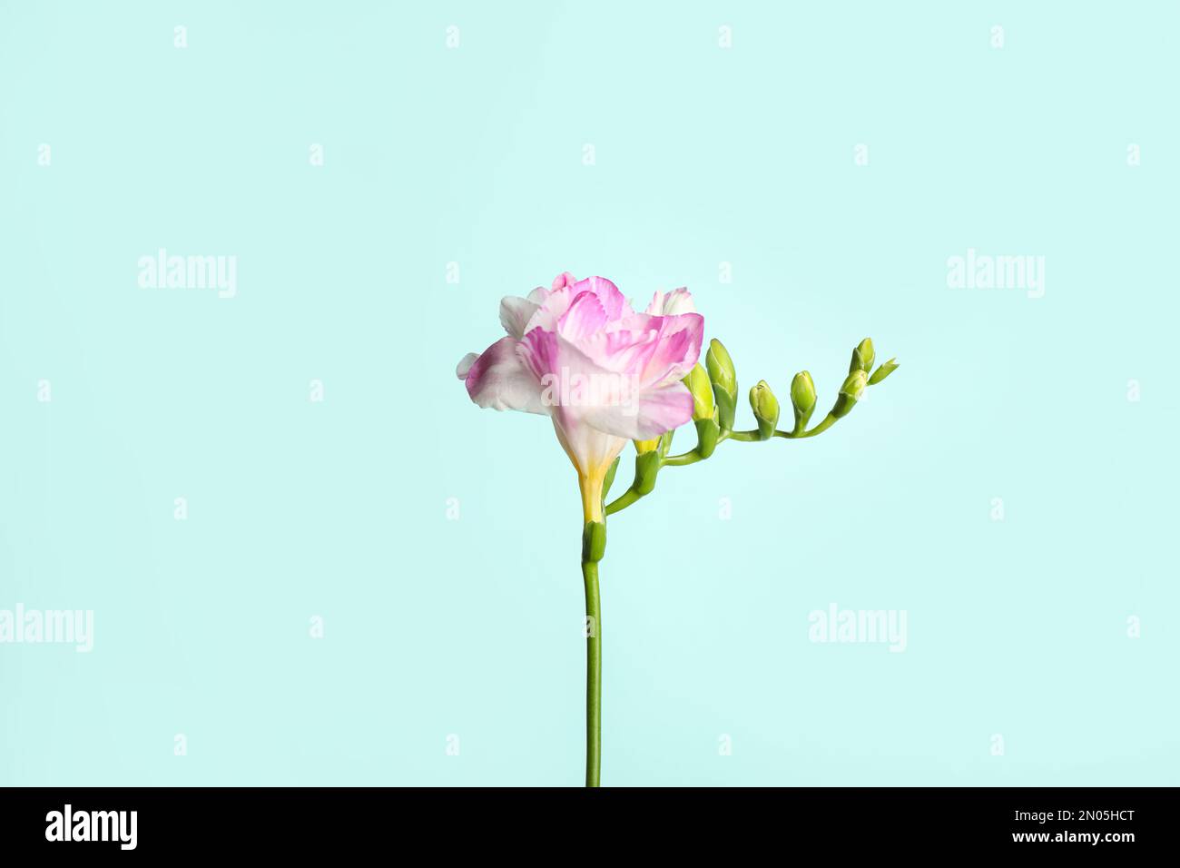 Beautiful blooming pink freesia on light blue background Stock Photo ...