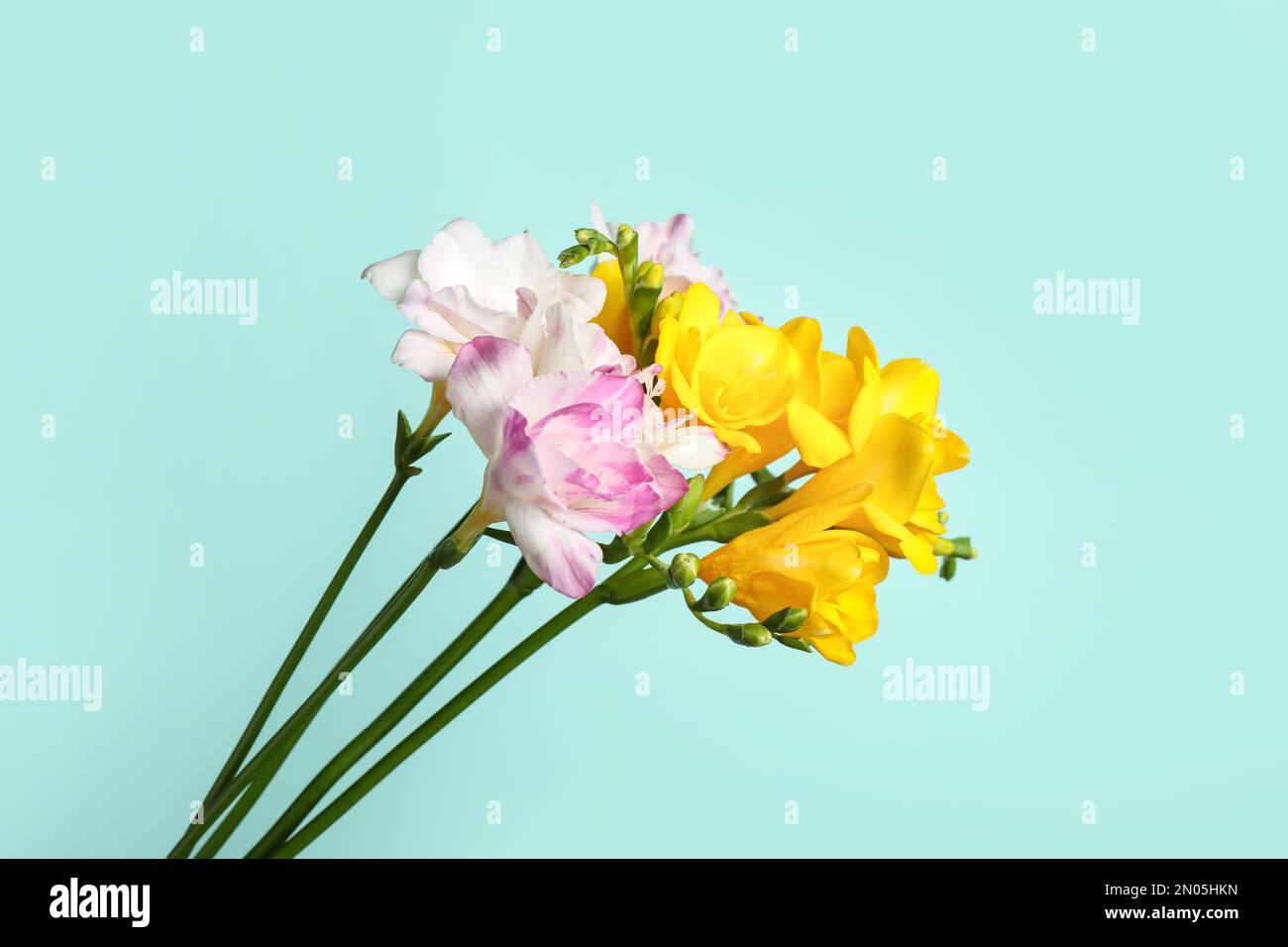 Beautiful blooming freesias on light blue background Stock Photo - Alamy
