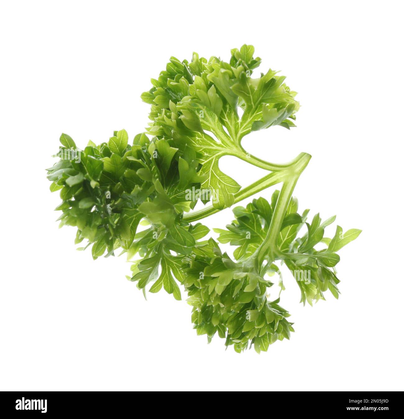Fresh green curly parsley on white background Stock Photo - Alamy
