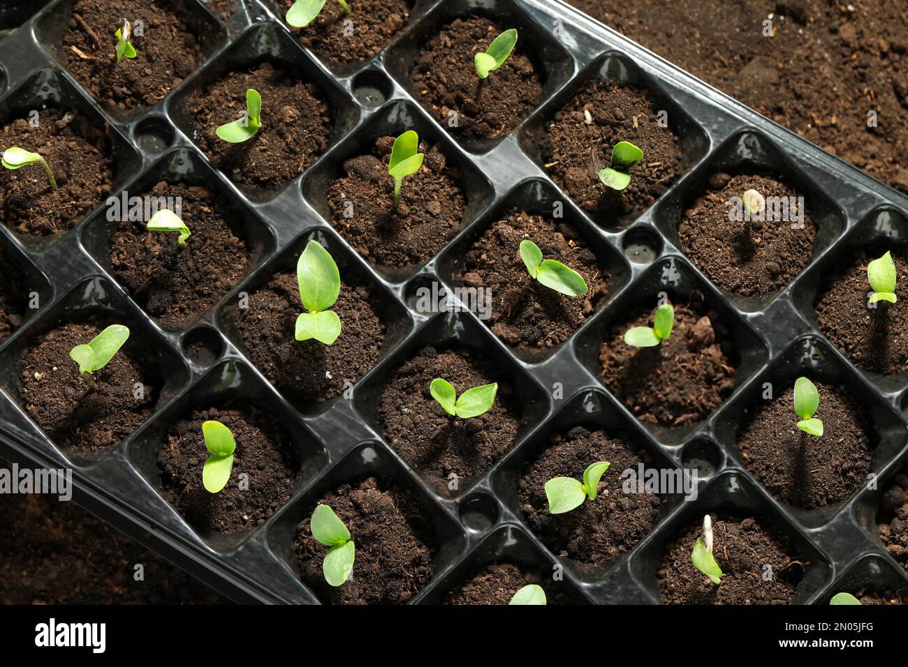 Seedling tray with young vegetable sprouts, top view Stock Photo - Alamy