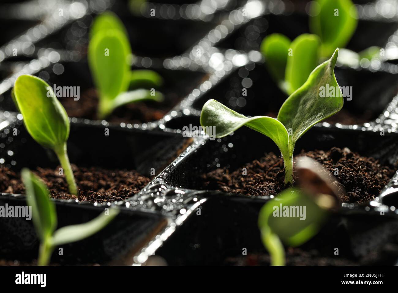 Sprouts closeup hi-res stock photography and images - Alamy