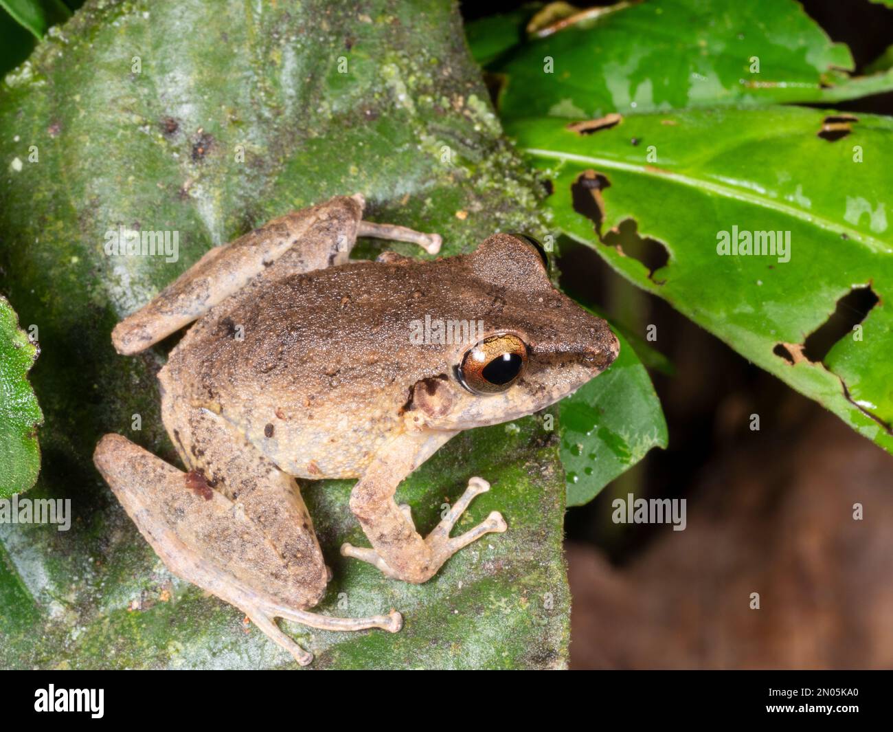 Ecuador frog wild hi-res stock photography and images - Alamy