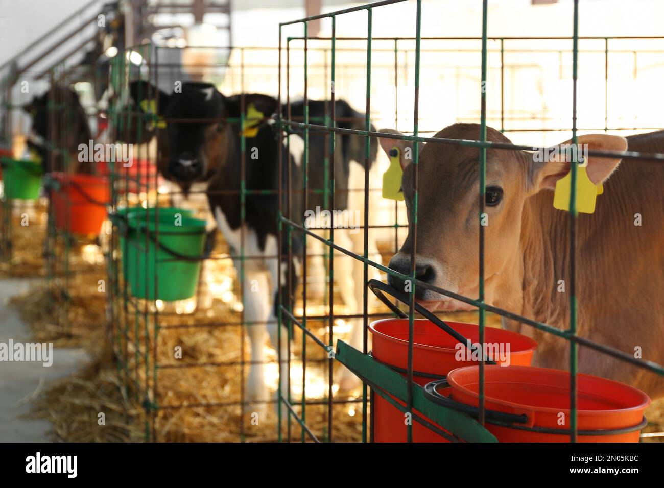 Pretty little calves in cages on farm. Animal husbandry Stock Photo - Alamy