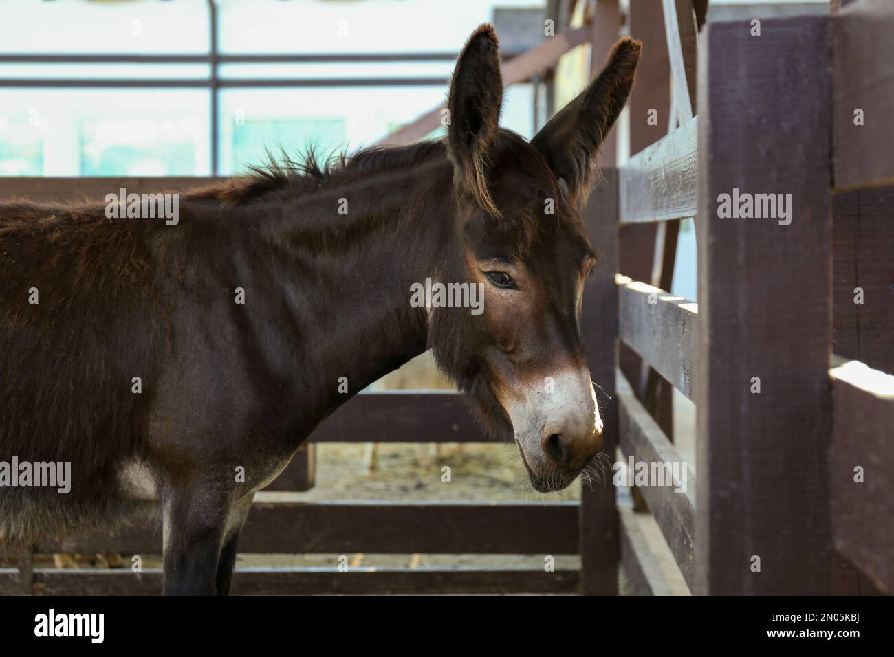 Cute funny donkey near fence on farm. Animal husbandry Stock Photo - Alamy