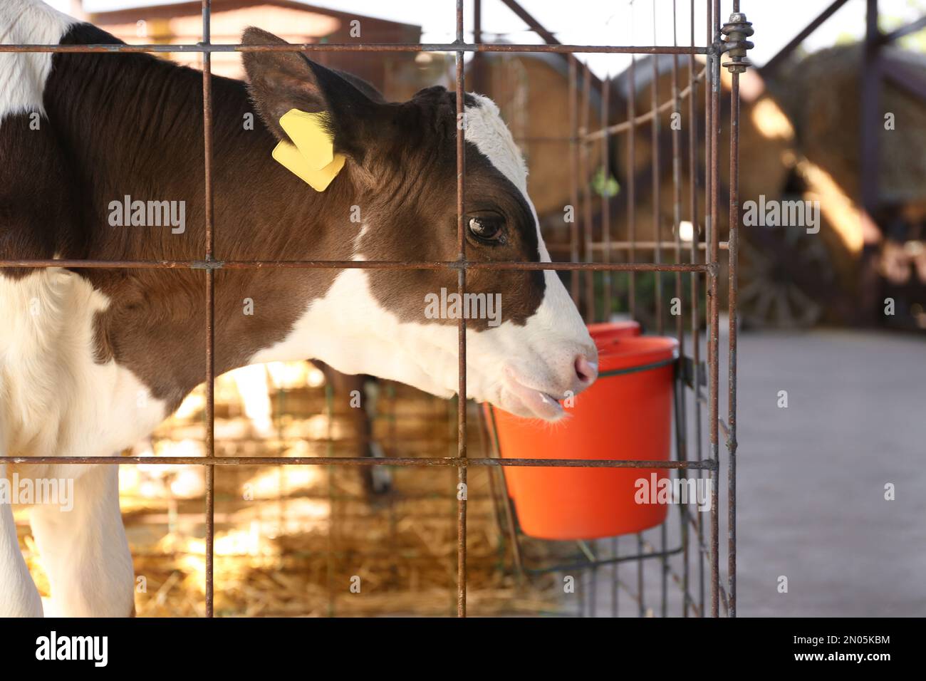 Pretty little calf in cage on farm. Animal husbandry Stock Photo - Alamy