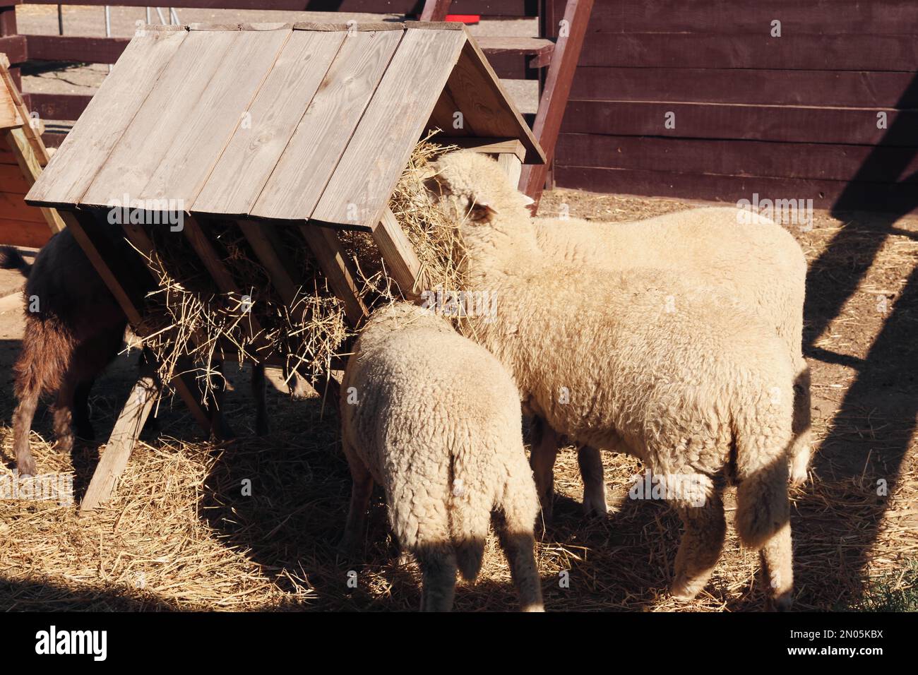 Cute funny sheep eating hay on farm. Animal husbandry Stock Photo - Alamy