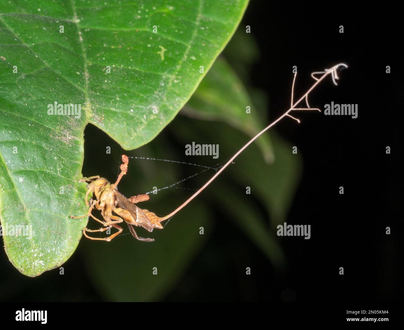Cordyceps fungus (Ophiocordyceps sp) infecting a wasp, Orellana ... Cordyceps fungus (Ophiocordyceps sp) infecting a wasp, Orellana ...
