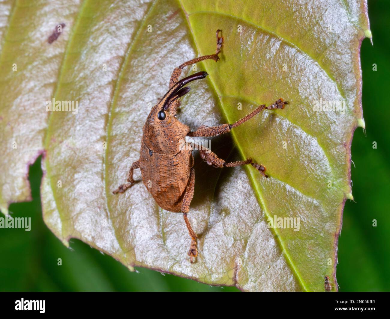 A small weevil (family Curculionidae) on a rainforest leaf, Orrllana ...
