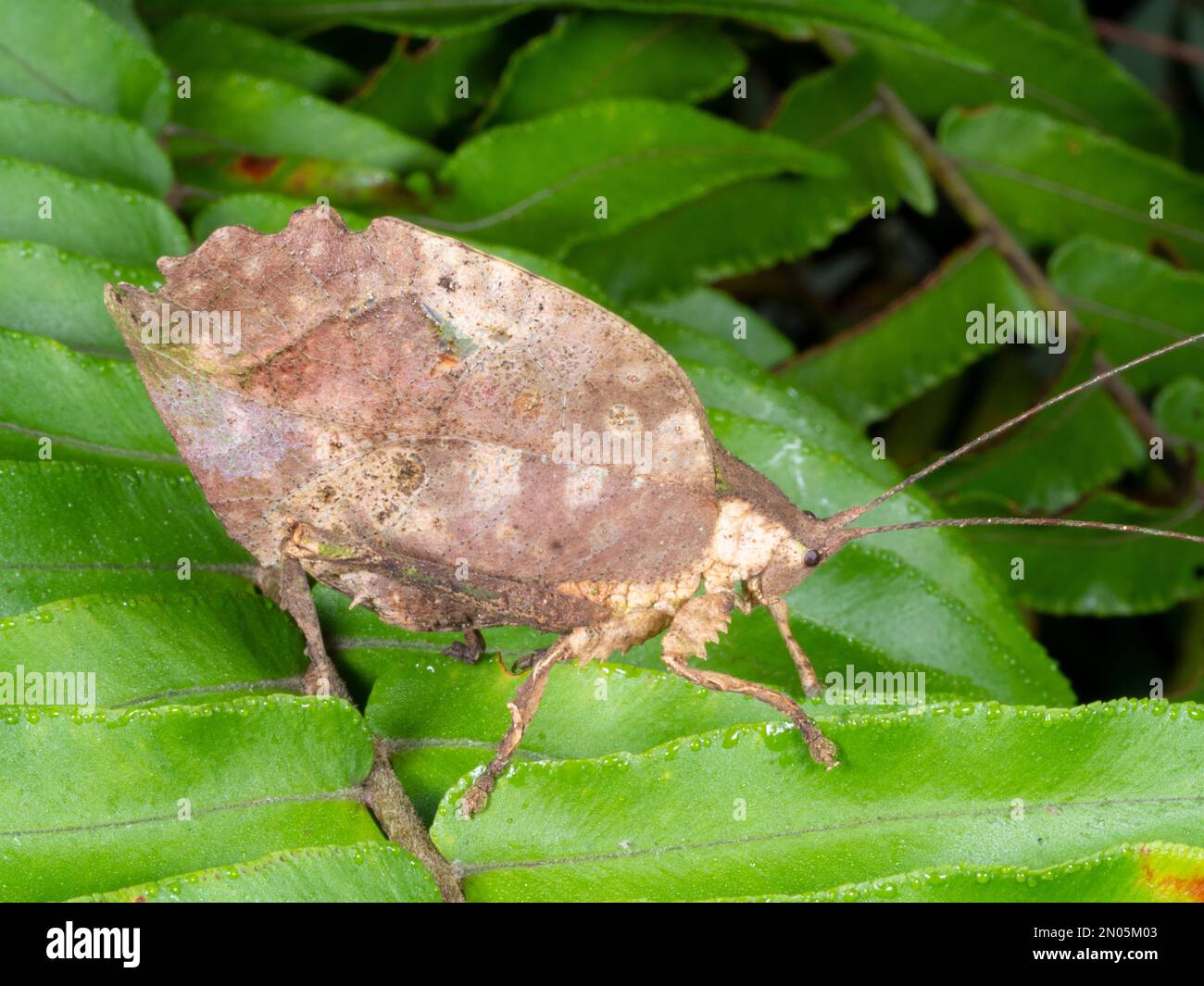 Leaf mimic katydid (Typhophyllum sp.) in the rainforest, Orellana ...