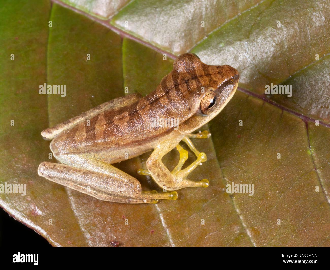 Quacking River Frog (Boana lanciformis), Orellana province, Ecuador ...