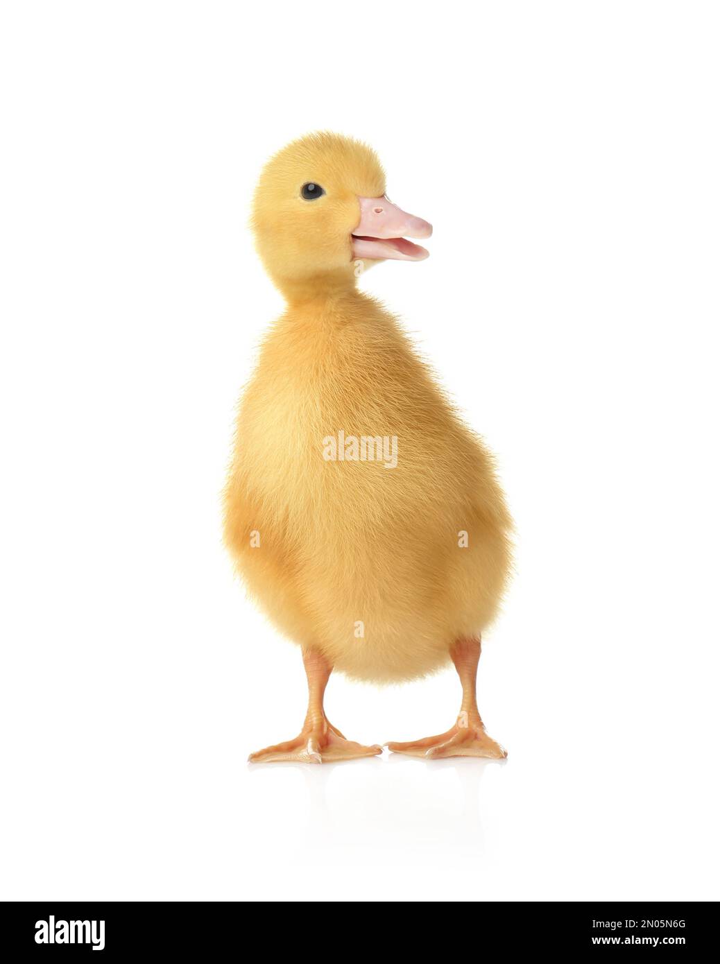 Cute fluffy gosling on white background. Farm animal Stock Photo - Alamy