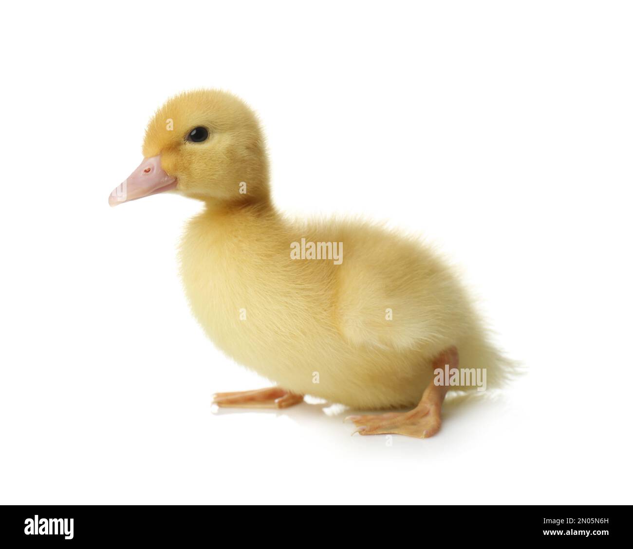 Cute fluffy gosling on white background. Farm animal Stock Photo - Alamy