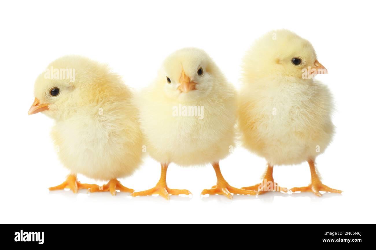 Cute fluffy baby chickens on white background. Farm animals Stock Photo - Alamy