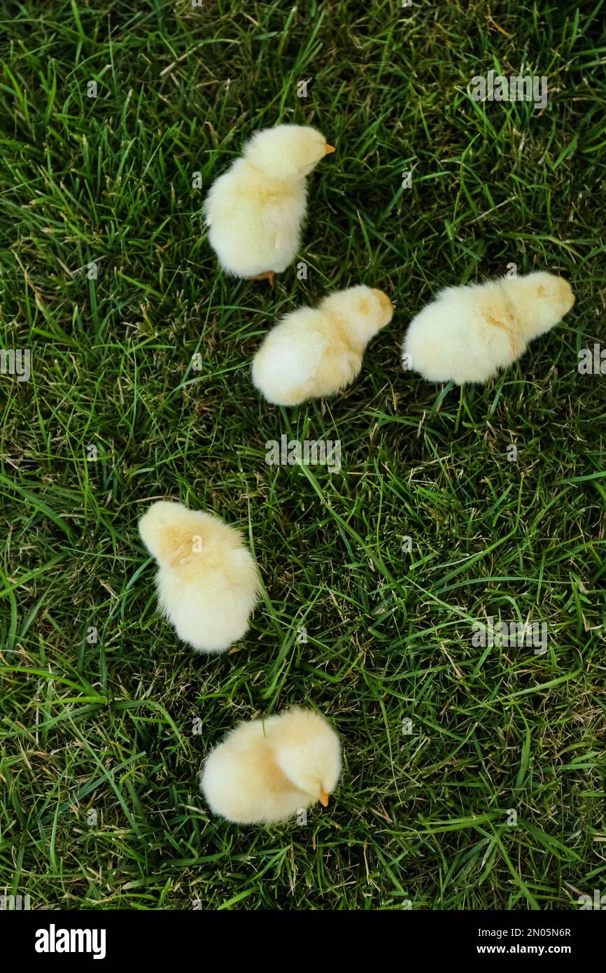 Cute fluffy baby chickens on green grass, top view. Farm animals Stock ...