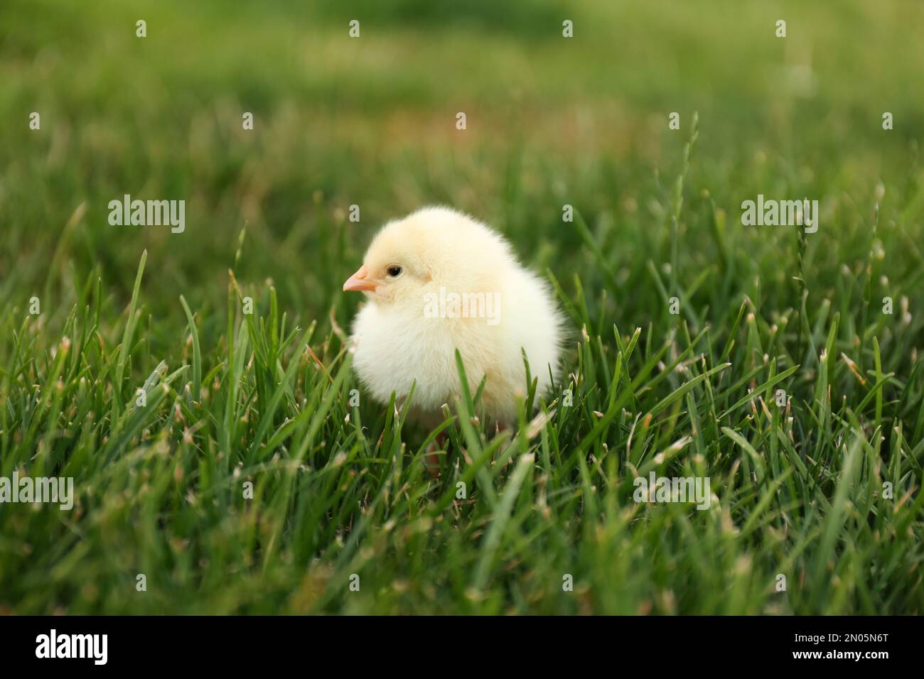 Cute fluffy baby chicken on green grass. Farm animal Stock Photo - Alamy