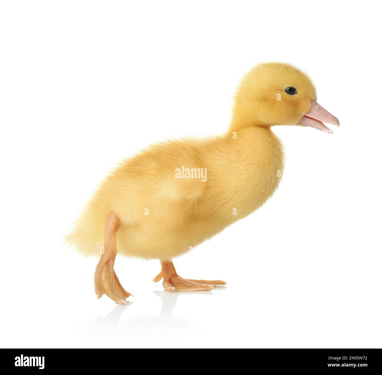 Cute fluffy gosling on white background. Farm animal Stock Photo - Alamy