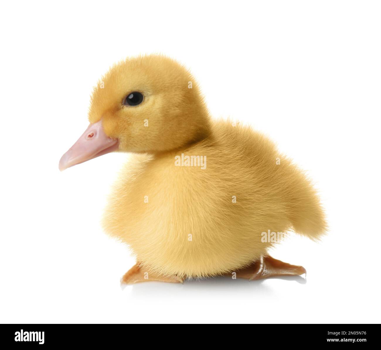 Cute fluffy gosling on white background. Farm animal Stock Photo - Alamy