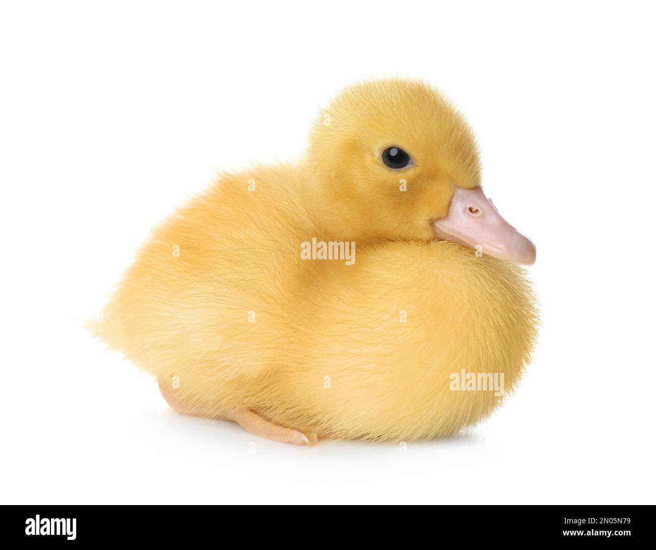 Cute fluffy gosling on white background. Farm animal Stock Photo - Alamy